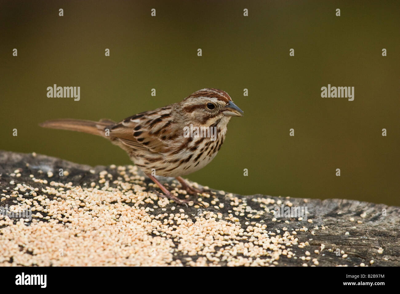 Song Sparrow (Melospiza melodia) at the platform feeder Stock Photo - Alamy
