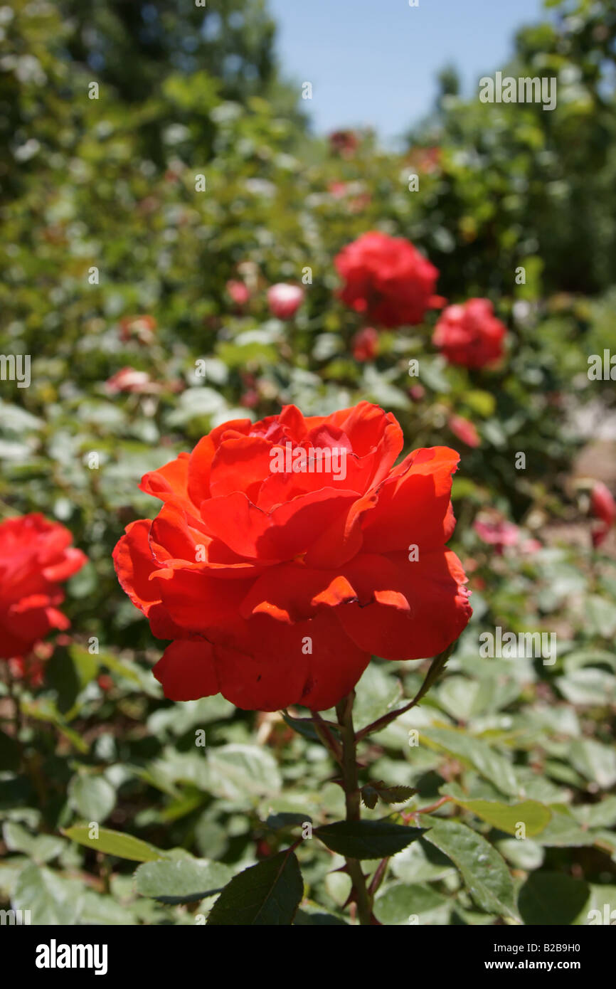 A bright red hybrid rose in front of a rose garden Stock Photo - Alamy