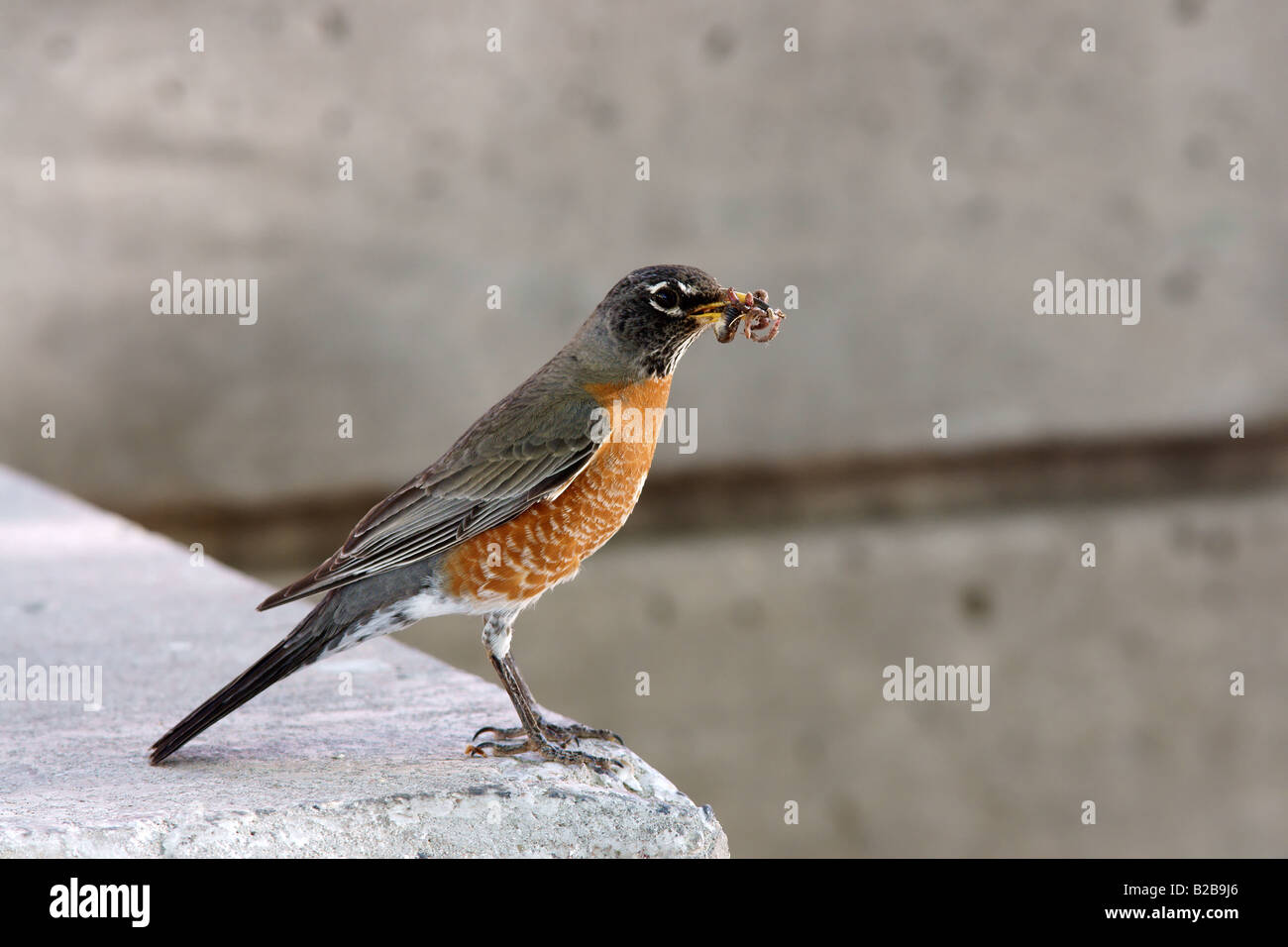 A robin with worms in it's mouth Stock Photo - Alamy