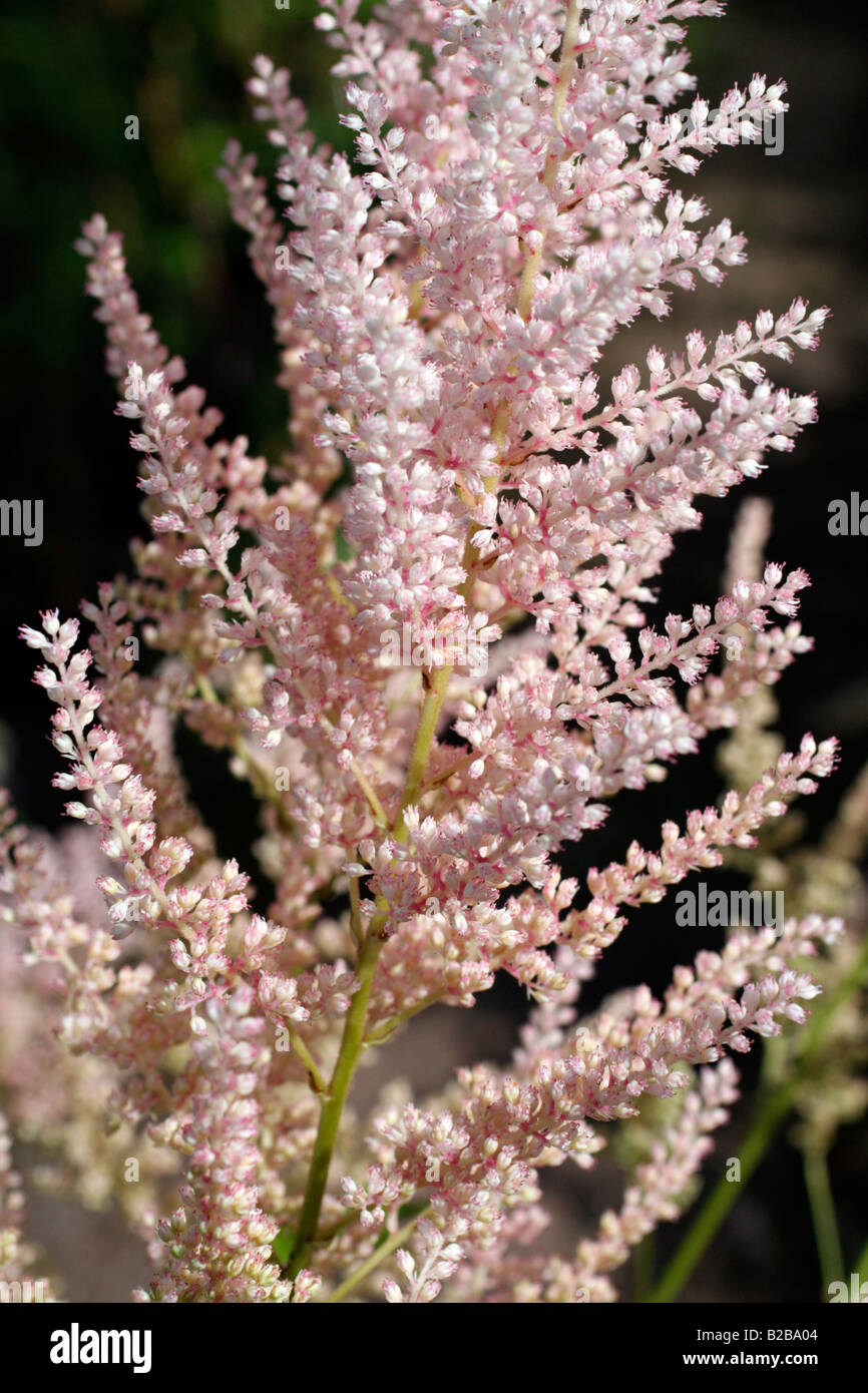 ASTILBE PINK PEARL Stock Photo - Alamy