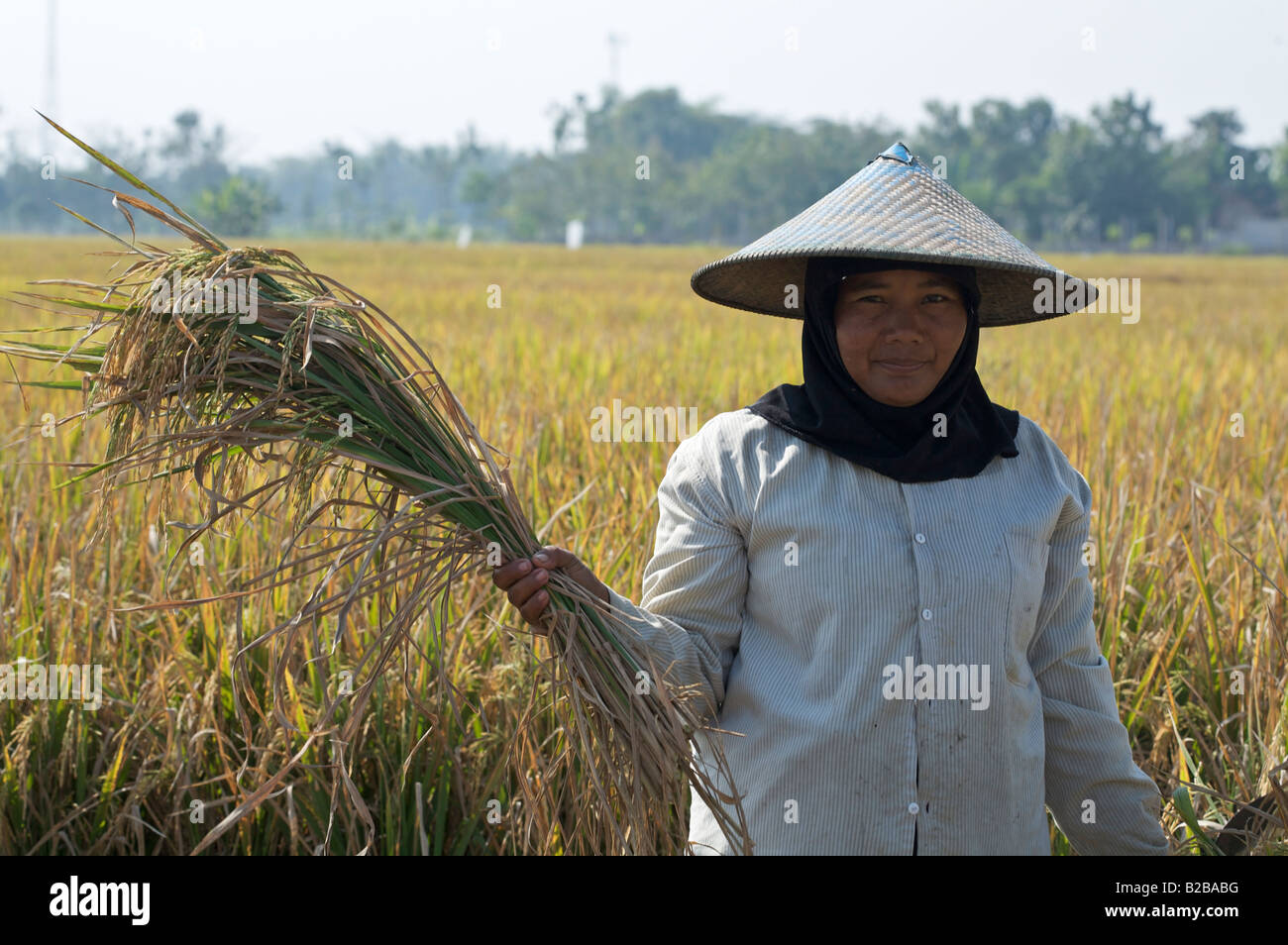 Harvesting rice crop hi-res stock photography and images - Alamy