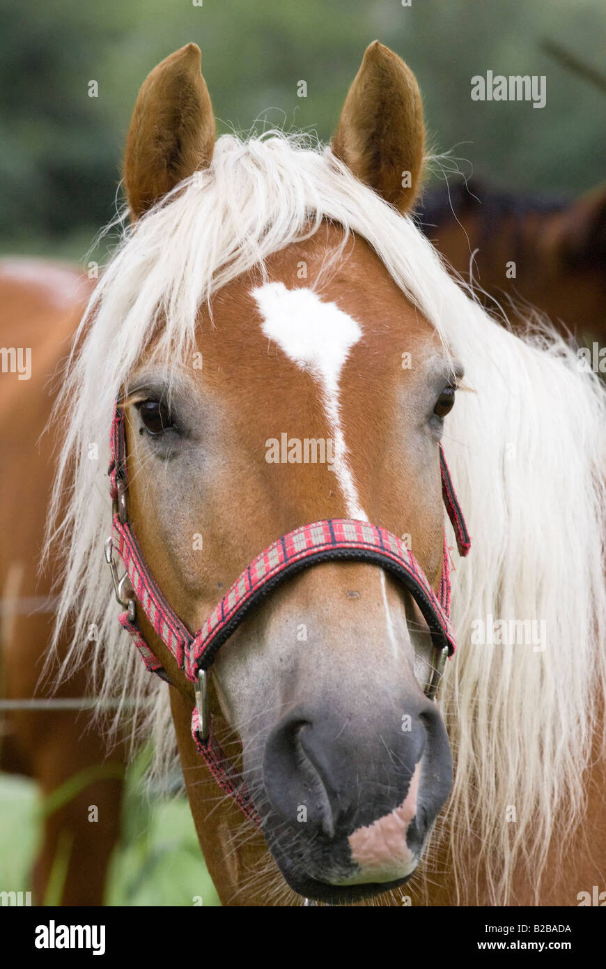 Haflinger portrait (light side profile Stock Photo - Alamy