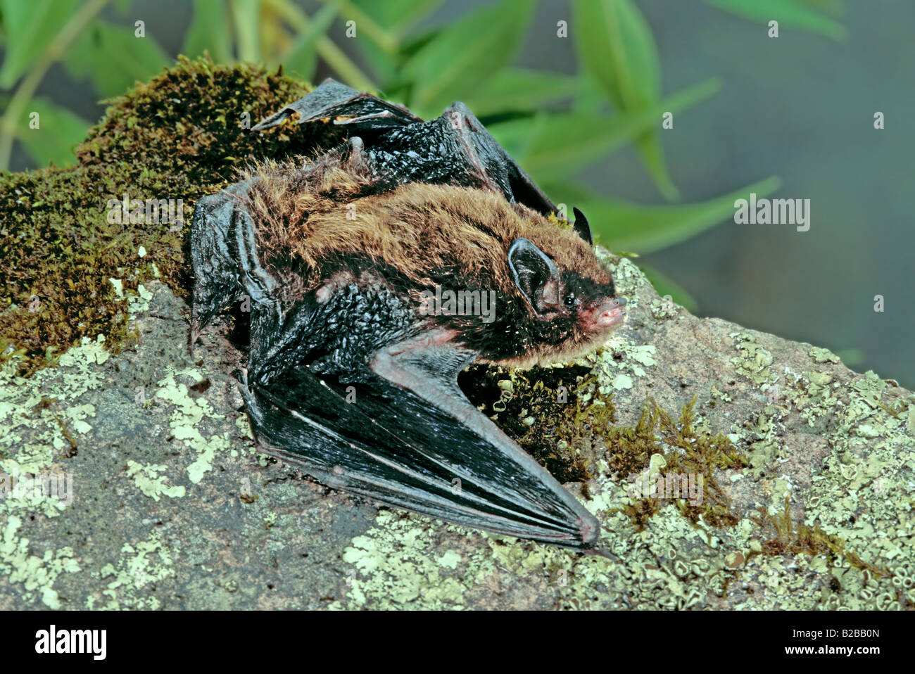 Long legged myotis myotis volans hi-res stock photography and images ...