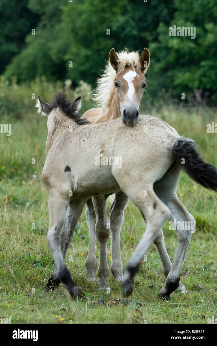 Horse fillies hi-res stock photography and images - Alamy