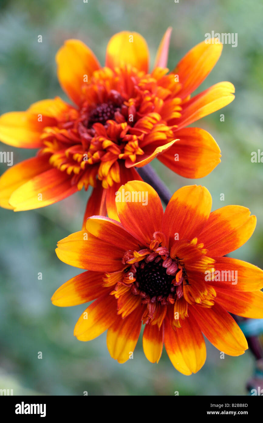 HELIOPSIS SCABRA SUMMER NIGHTS A SELECTED DOUBLE FORM AS YET UNNAMED ...