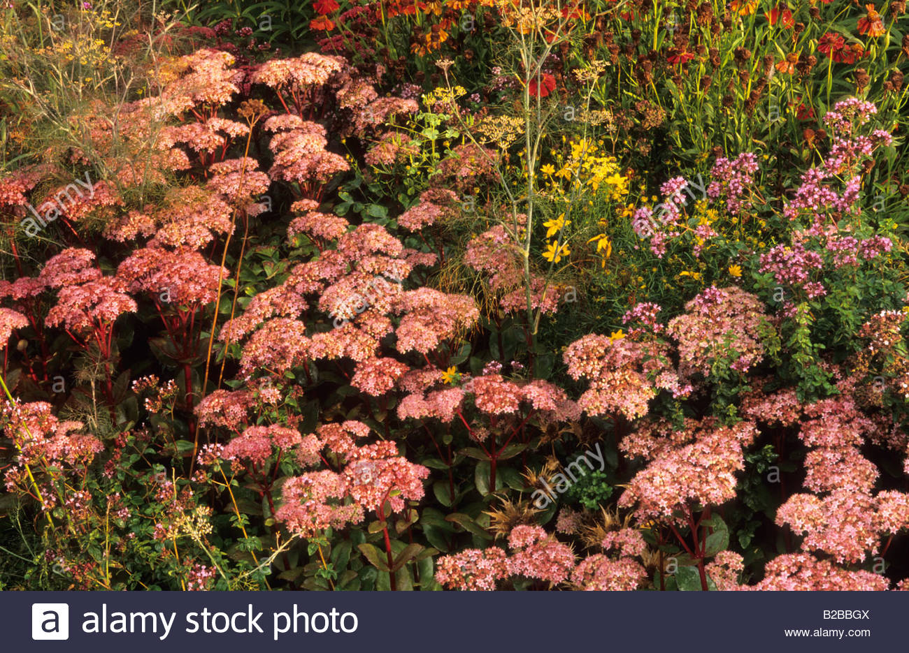 Sedum Matrona Stock Photos & Sedum Matrona Stock Images - Alamy