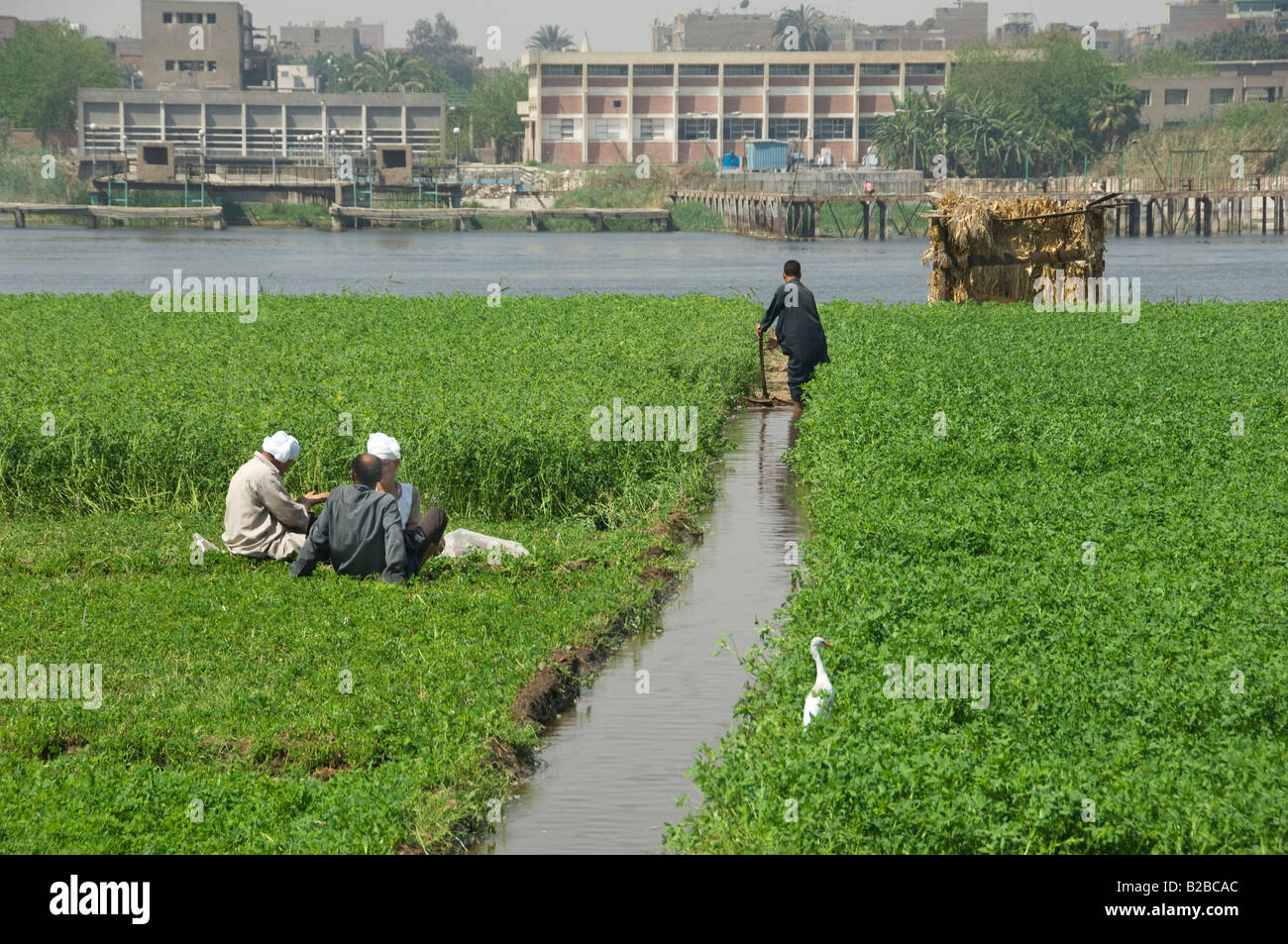 Agricultural activities on Gold Island Cairo Egypt Stock Photo - Alamy