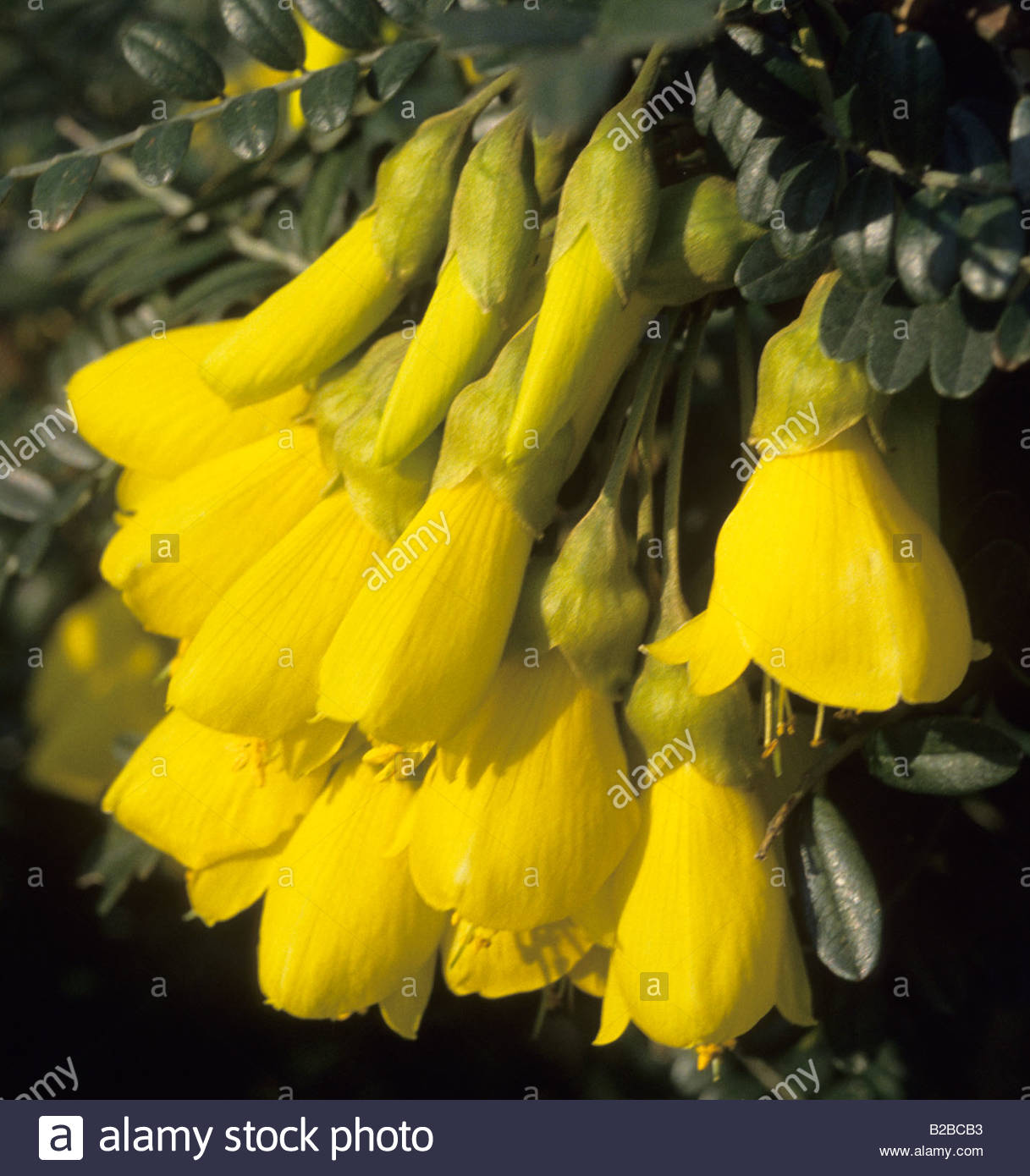 Sophora Japonica Stock Photos & Sophora Japonica Stock Images - Alamy