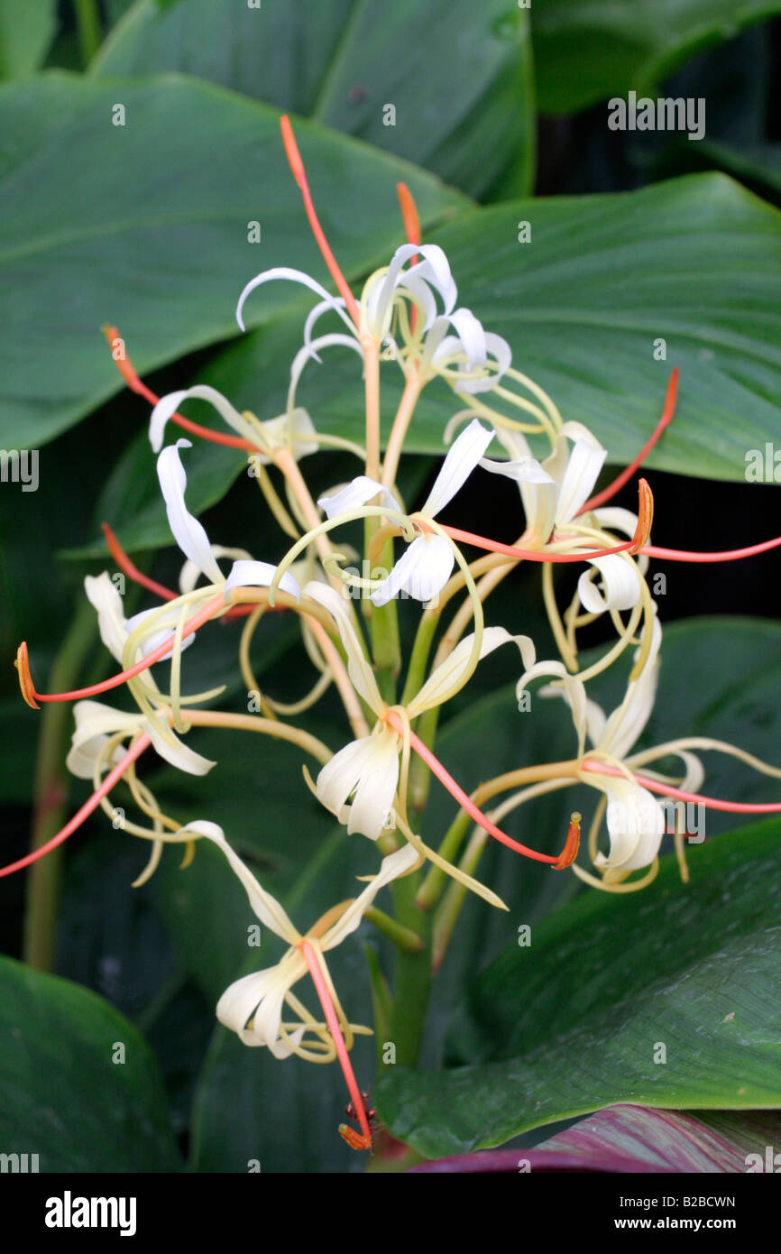 Hedychium yunnanense hi-res stock photography and images - Alamy
