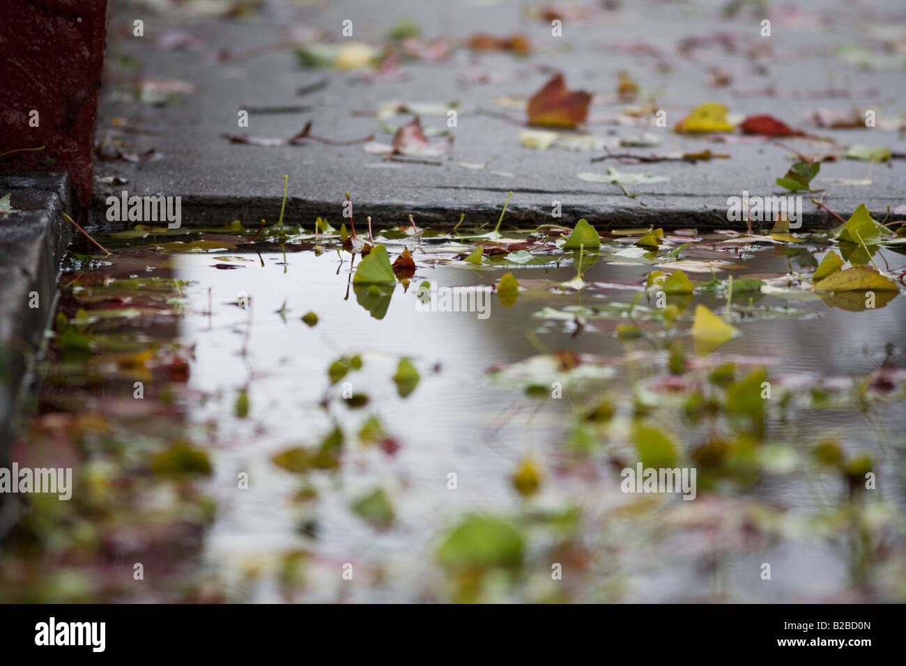 wet leaves on the ground Stock Photo - Alamy