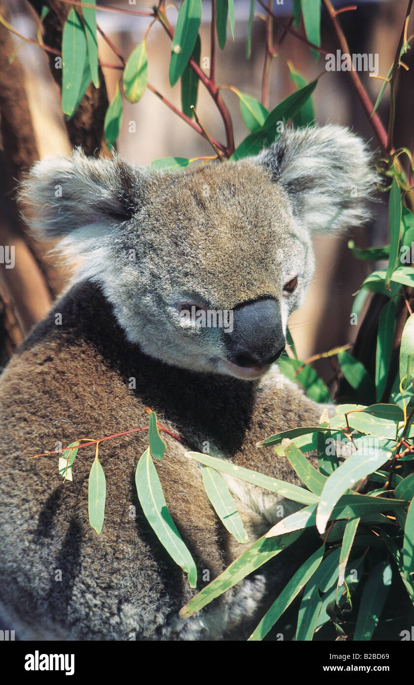 Koala Bear Australia Stock Photo - Alamy