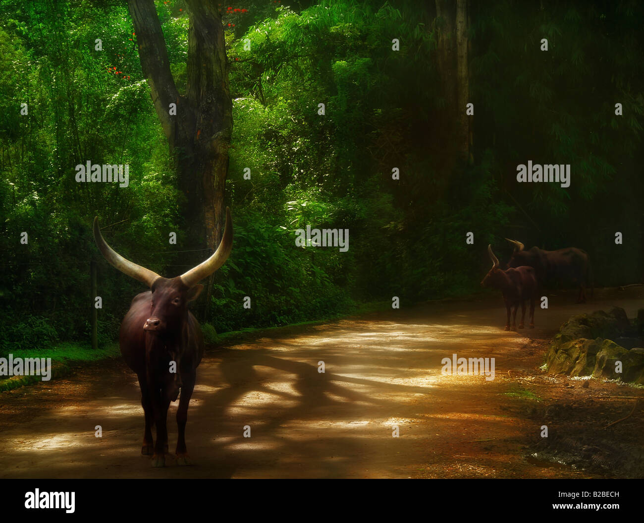 Ankole Cattle in Safari Park, Indonesia Stock Photo - Alamy