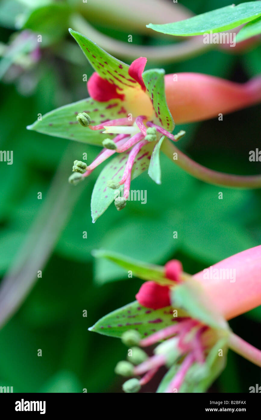 Pentaphyllum hi-res stock photography and images - Alamy