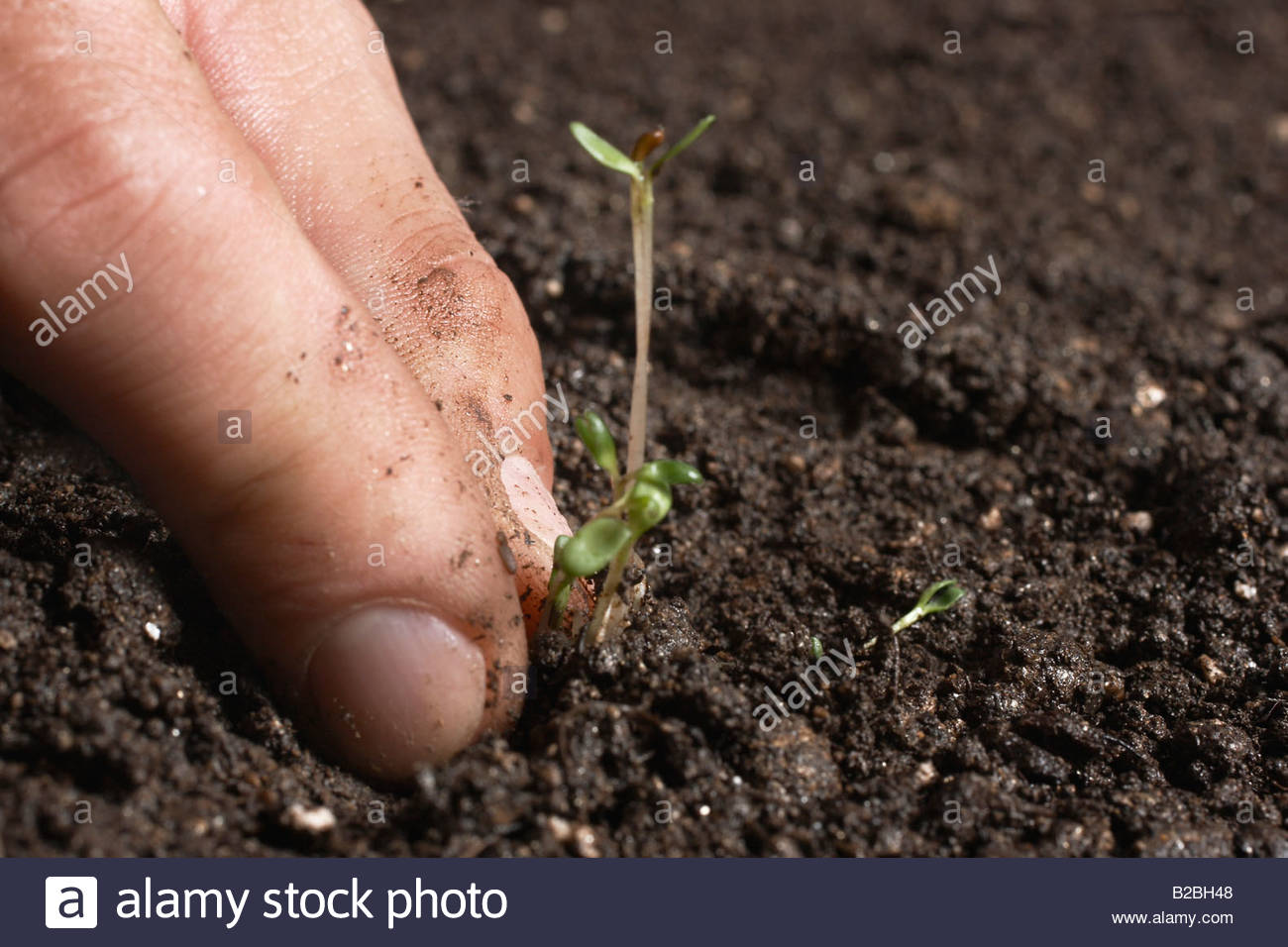 Removing Soil Stock Photos & Removing Soil Stock Images - Alamy