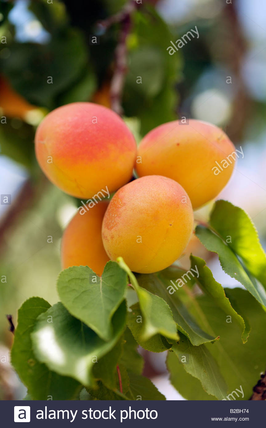 Apricot Tree Stock Photos & Apricot Tree Stock Images - Alamy