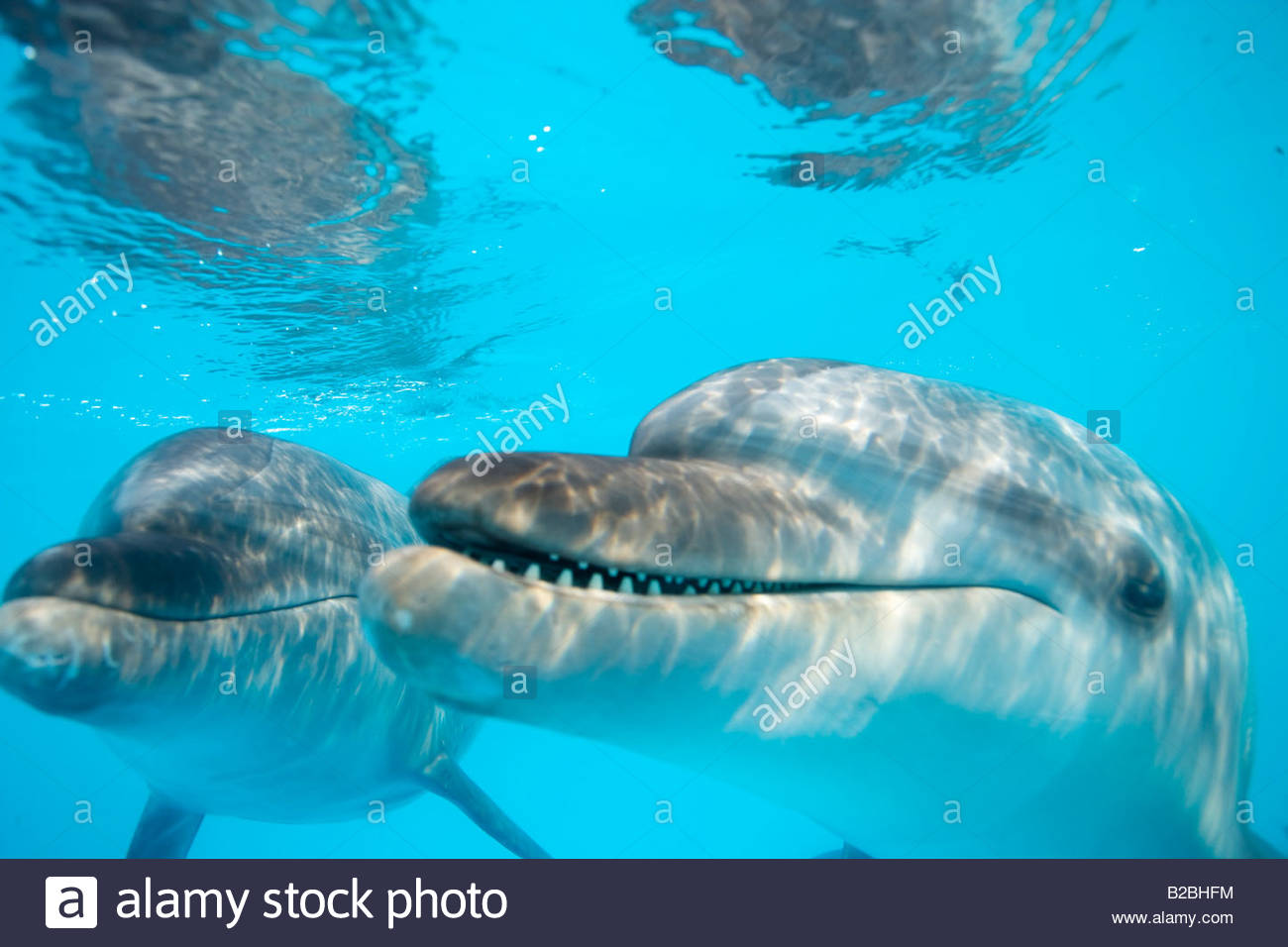 Two Dolphins Stock Photos & Two Dolphins Stock Images - Alamy