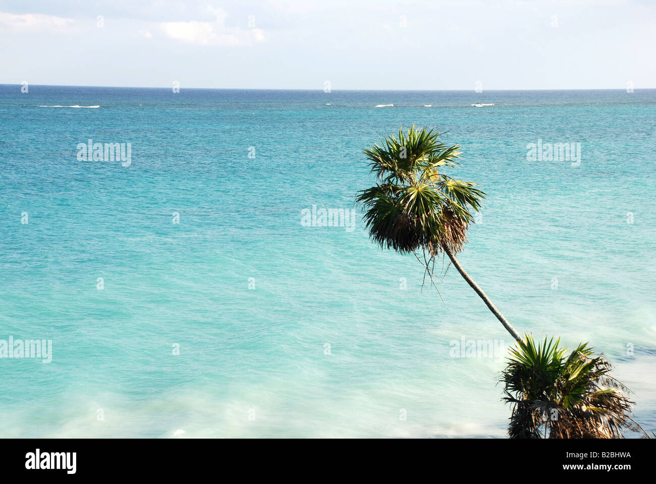 Palm tree over an ocean water Stock Photo - Alamy