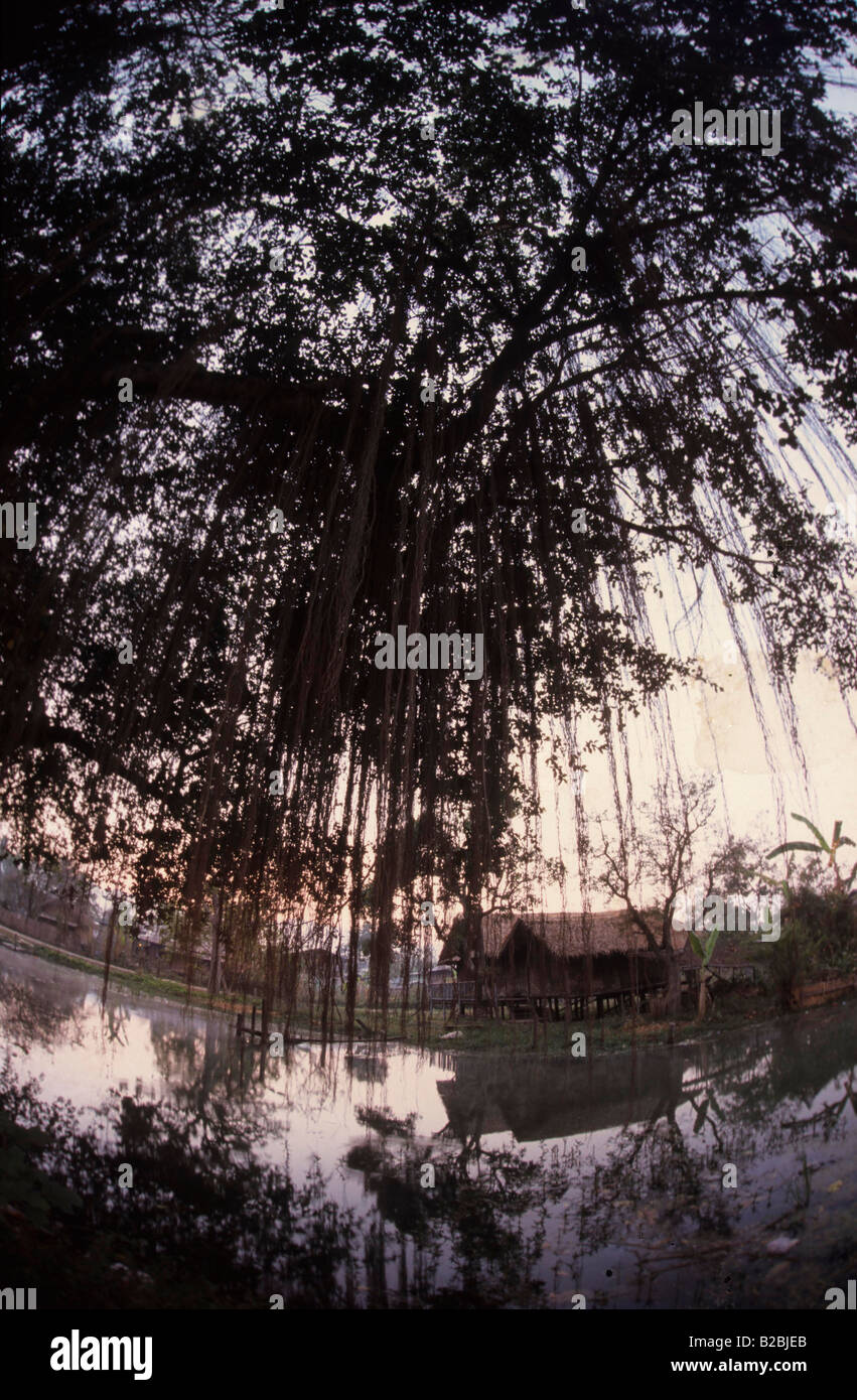 Myanmar tree hi-res stock photography and images - Alamy