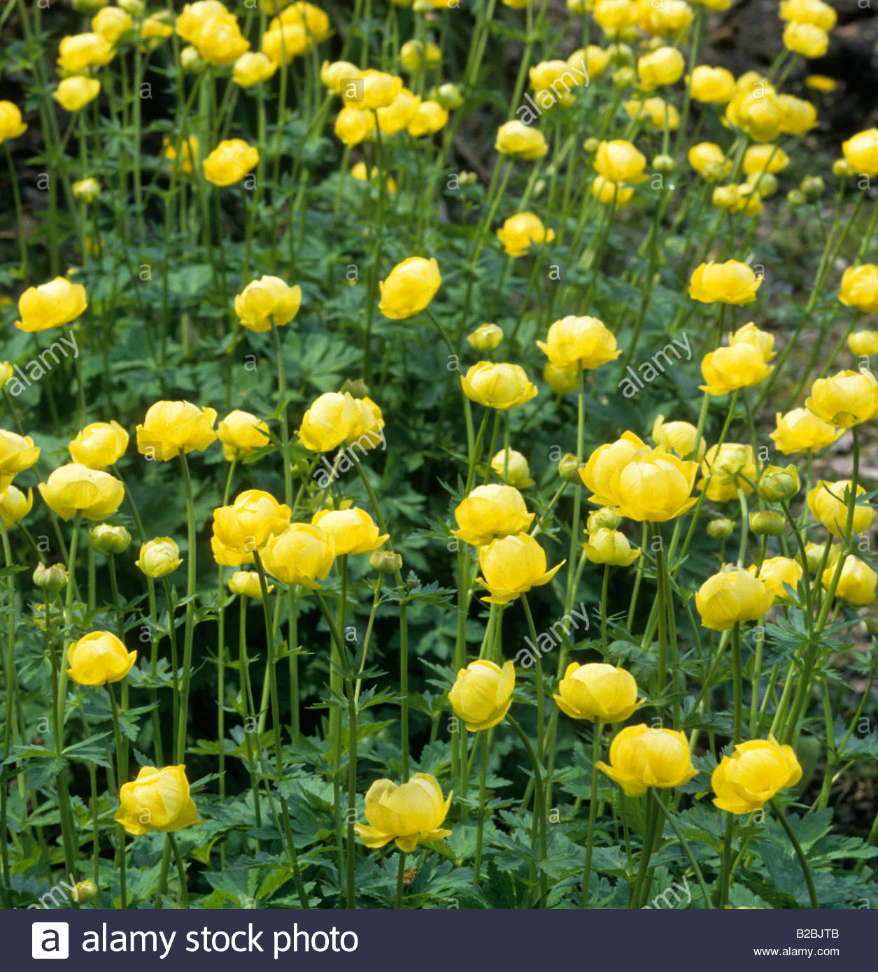 Earliest Stock Photos & Earliest Stock Images - Alamy