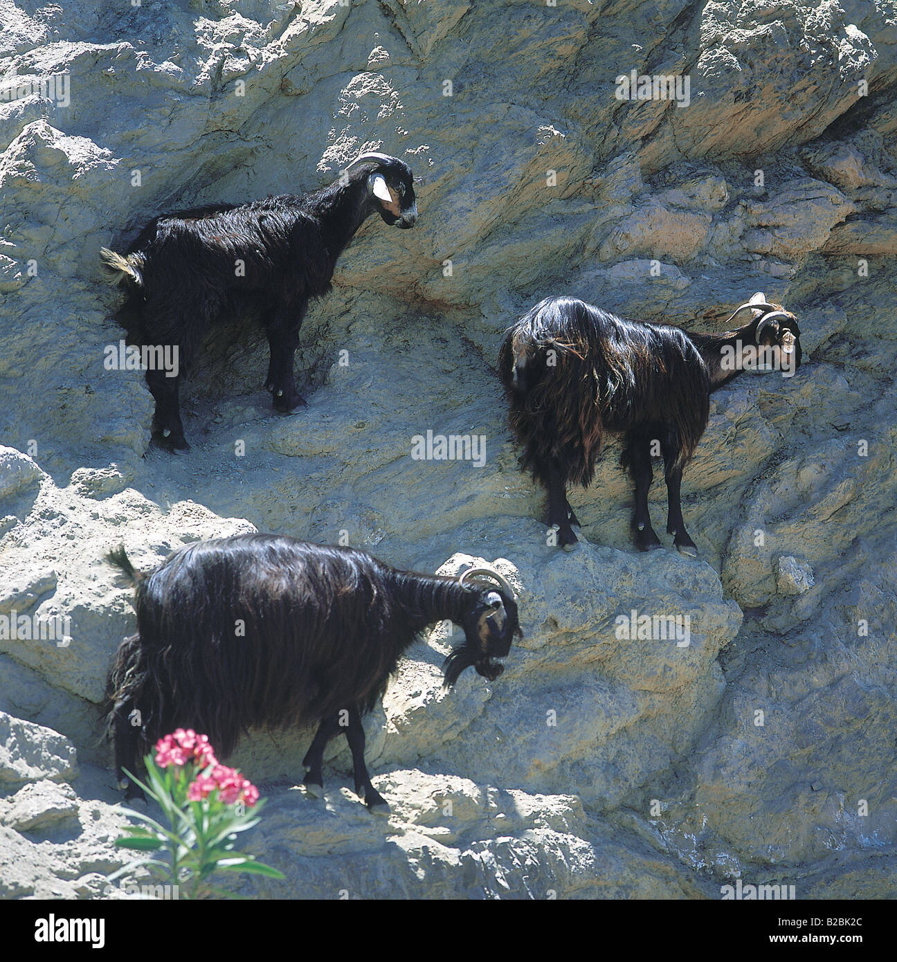 goats Crete Greek Islands Stock Photo - Alamy