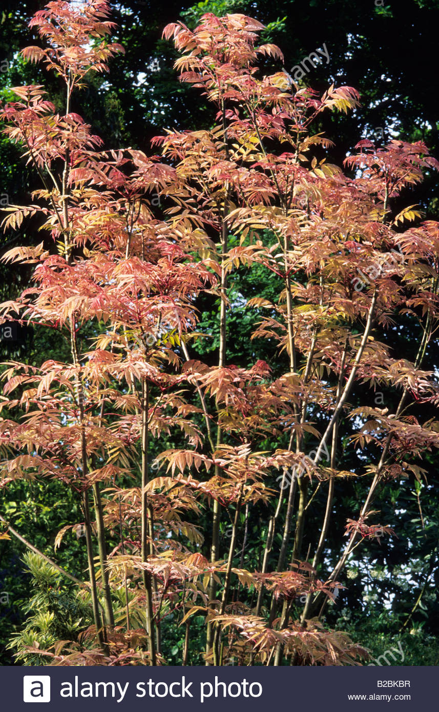 Toona Sinensis Stock Photos & Toona Sinensis Stock Images - Alamy