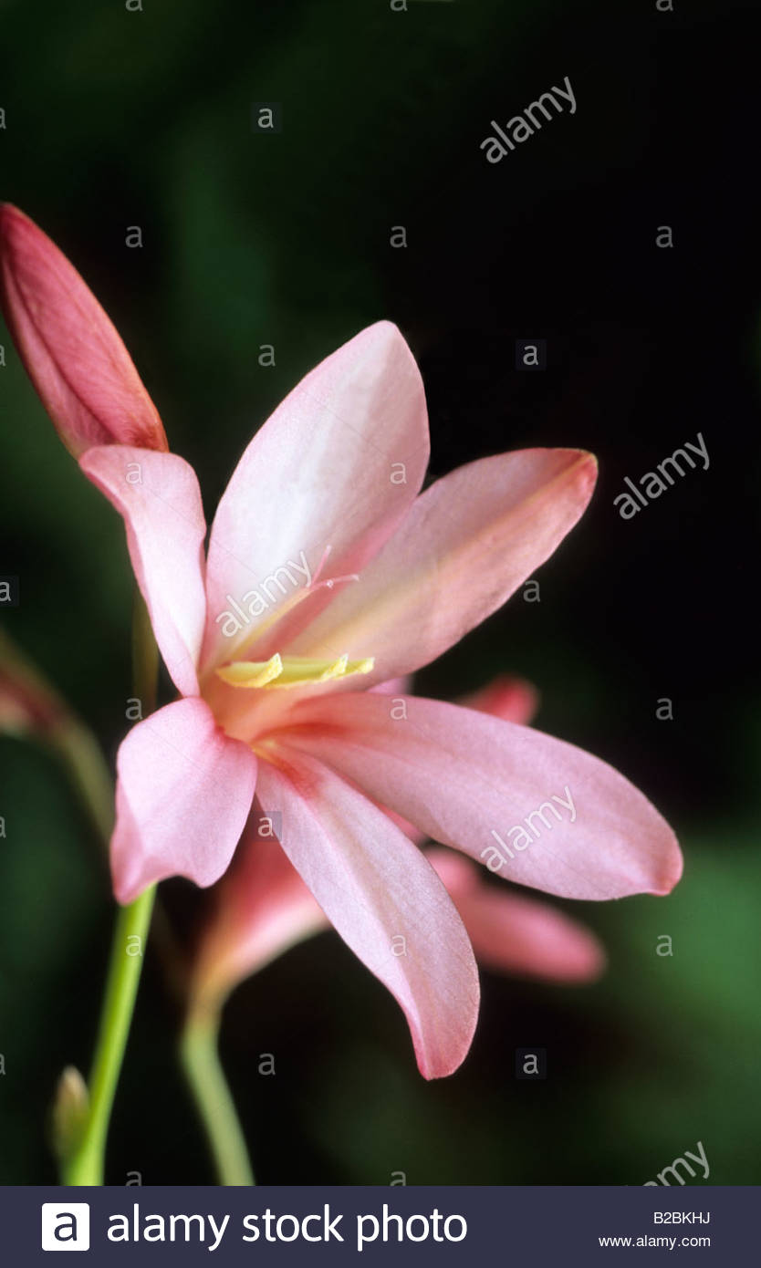 Tritonia Stock Photos & Tritonia Stock Images - Alamy