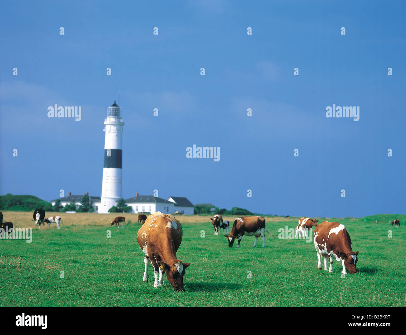 Island of Sylt Schleswig Holstein Germany Stock Photo - Alamy