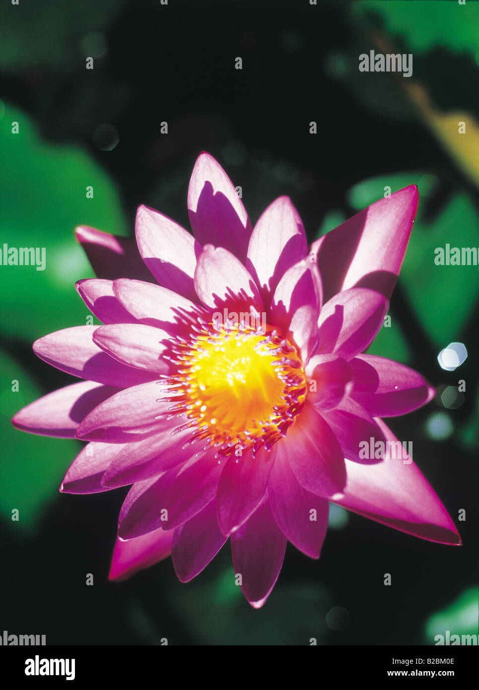 Lotus flower india hi-res stock photography and images - Alamy