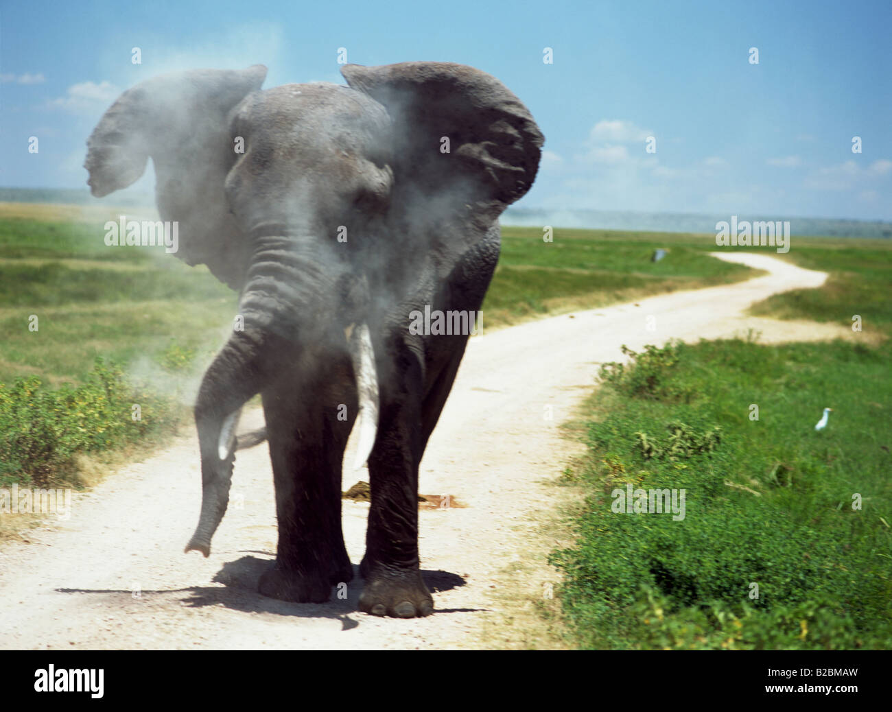 Elephant Amboseli National Park Kenya Stock Photo - Alamy