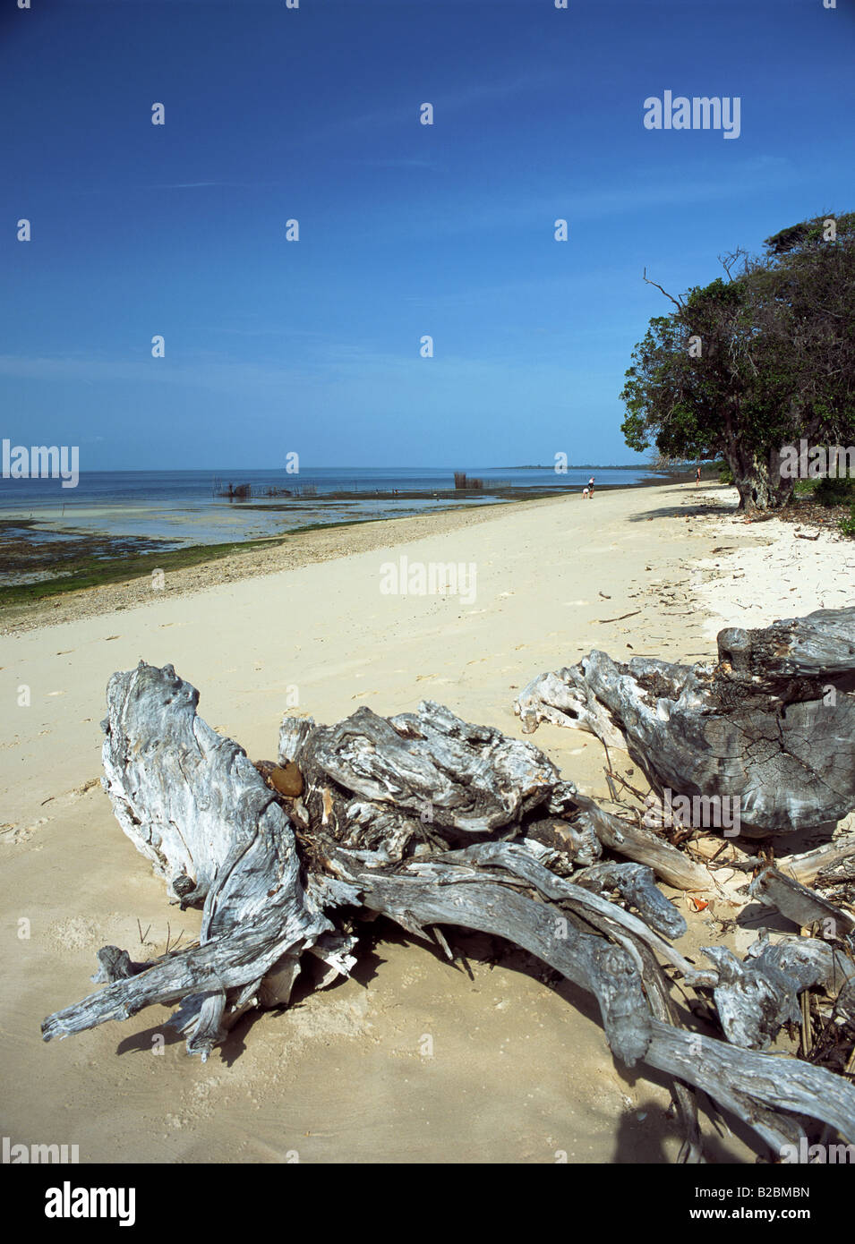 Shimoni hi-res stock photography and images - Alamy