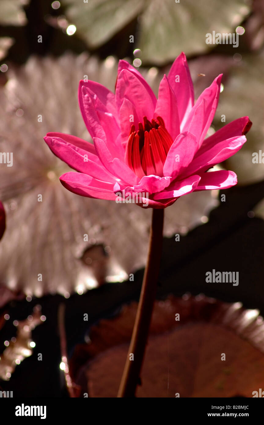 Lotus flower or Water Lily South Goa Stock Photo - Alamy