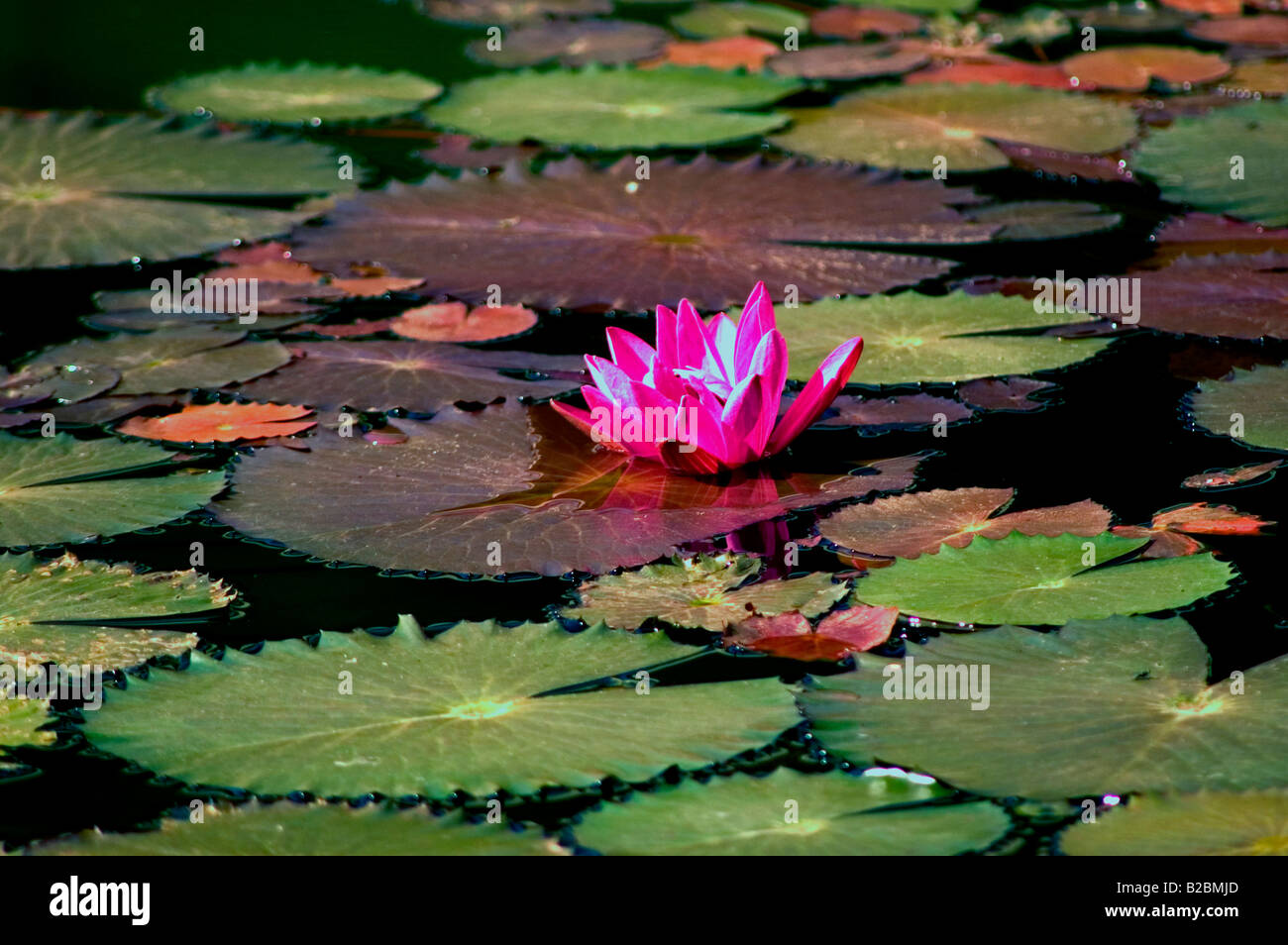 Lotus flower or Water Lily South Goa Stock Photo - Alamy