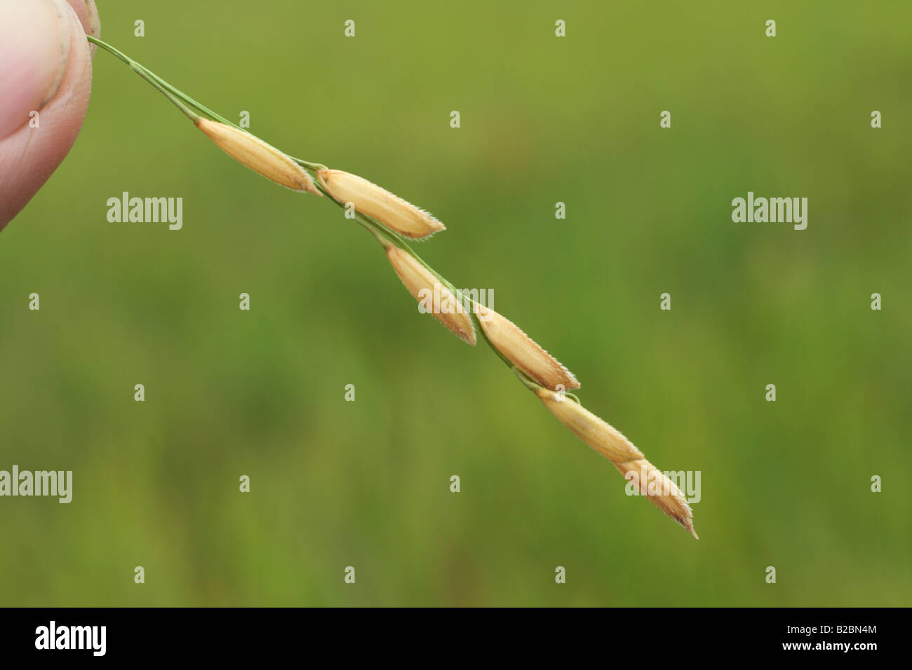 At a stalk hi-res stock photography and images - Alamy