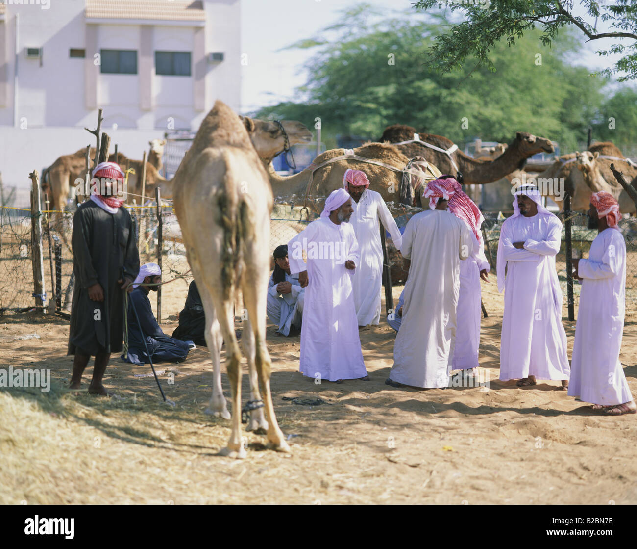 Camel Market Al Ain United Arab Emirates Stock Photo - Alamy