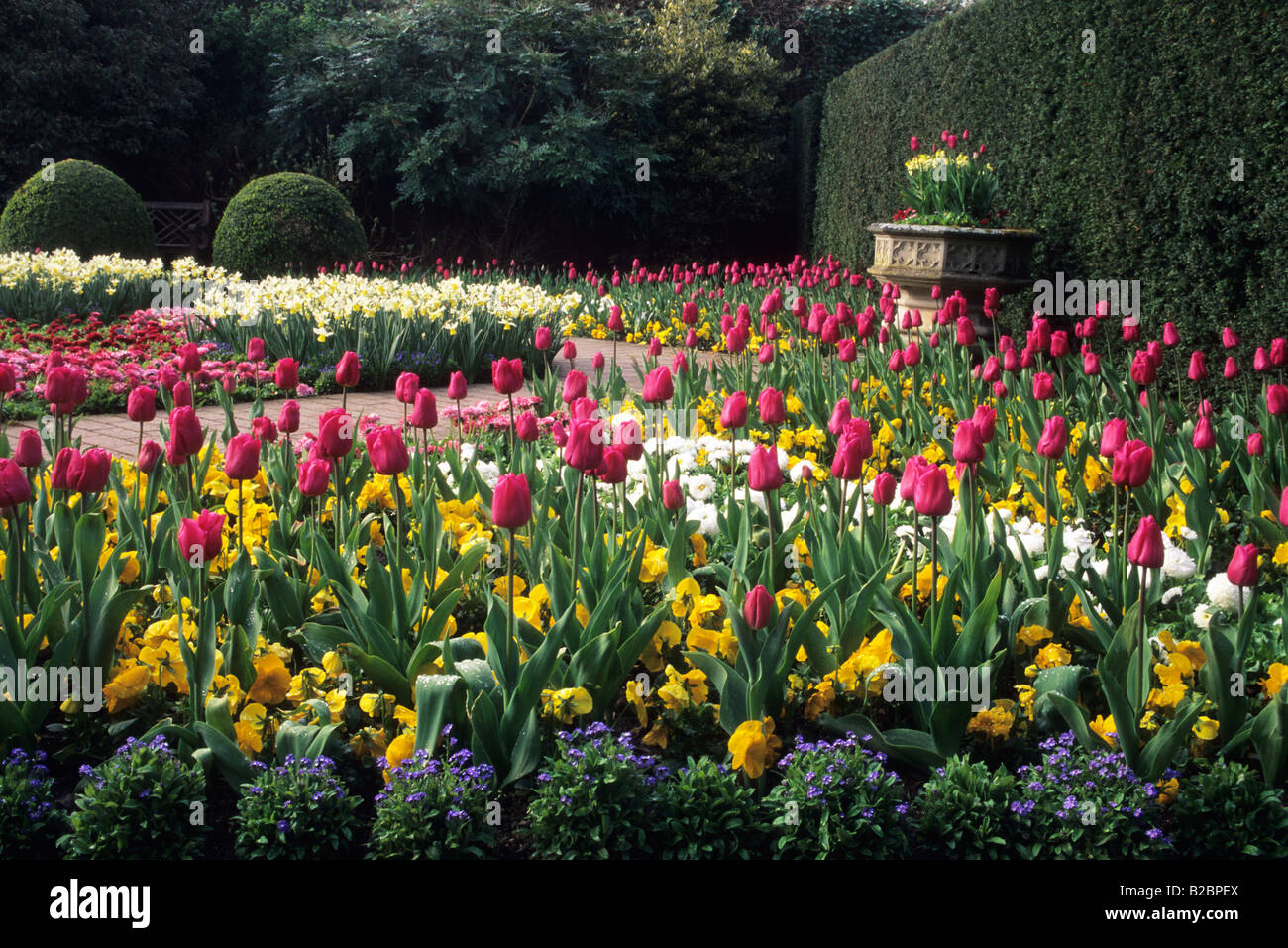 Wisley rhs tulips hi-res stock photography and images - Alamy
