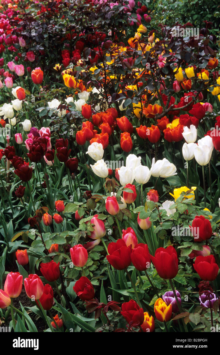 Abbey House Gardens Wiltshire mixed tulips in rose bed as underplanting ...