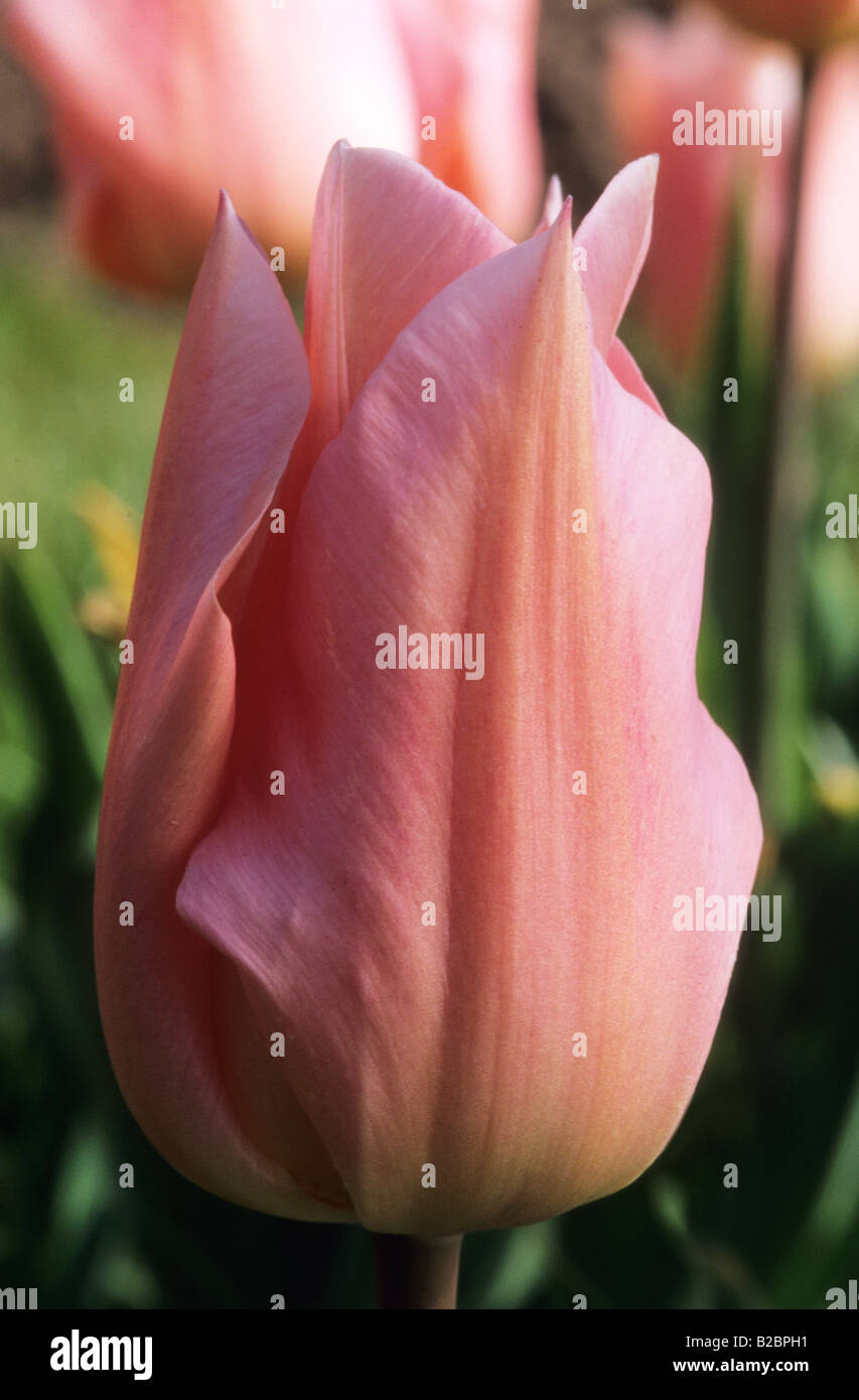 Tulipa apricot beauty hi-res stock photography and images - Alamy