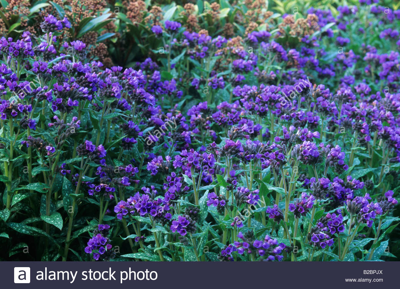 lungwort Pulmonaria longifolia Bertram Anderson Stock Photo: 18698930 ...