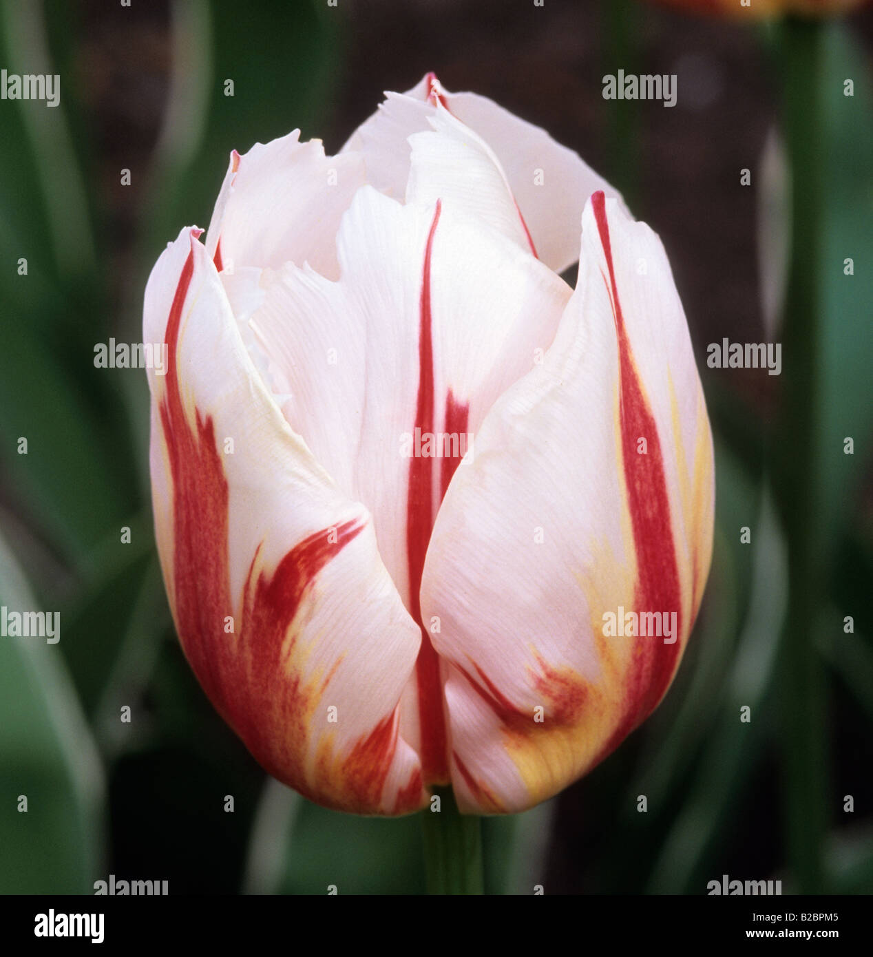 tulip Tulipa 'Happy Generation' Stock Photo - Alamy