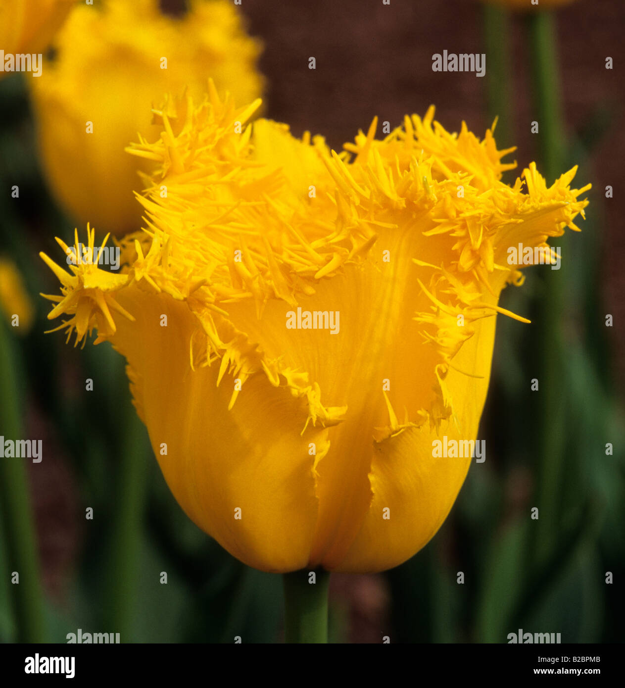 Hamilton tulip hi-res stock photography and images - Alamy