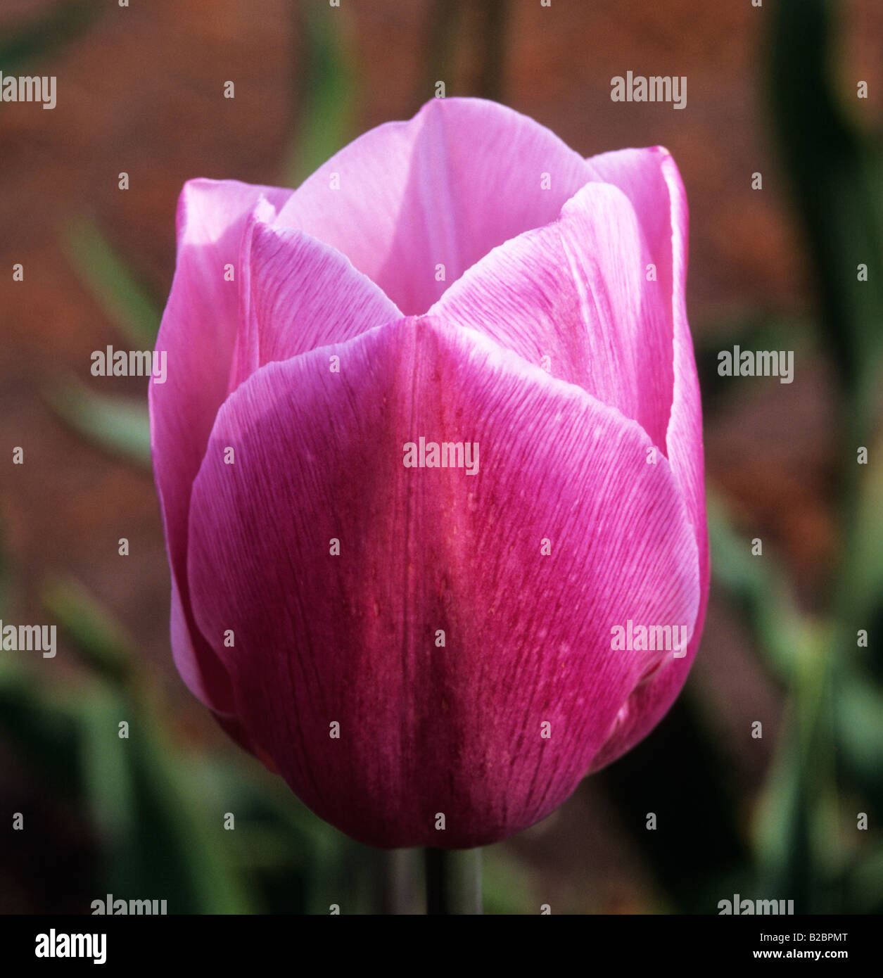 tulip Tulipa Dreaming Maid Stock Photo - Alamy