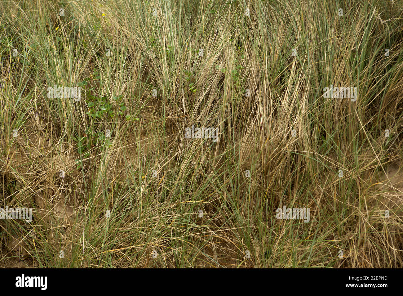 Grass stain hi-res stock photography and images - Alamy