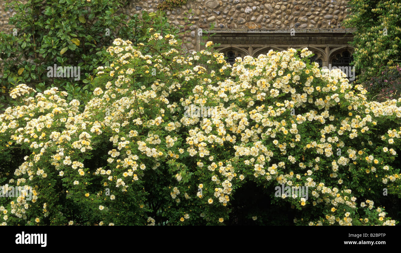 Mannington Hall Rose Garden High Resolution Stock Photography and ...