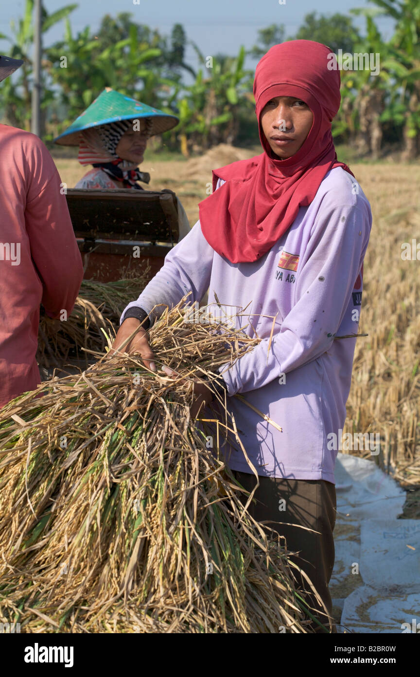 Indonesian male farmer working on rice plantation Stock Photo - Alamy