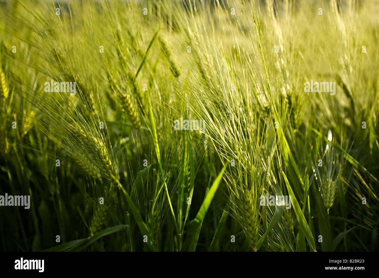 Young wheat field Stock Photo - Alamy