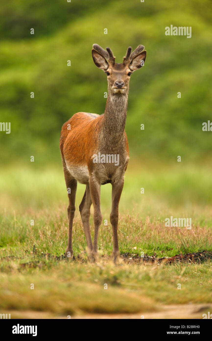 Red deer Cervus elaphus male in velvet Islay Hebrides Scotland July ...