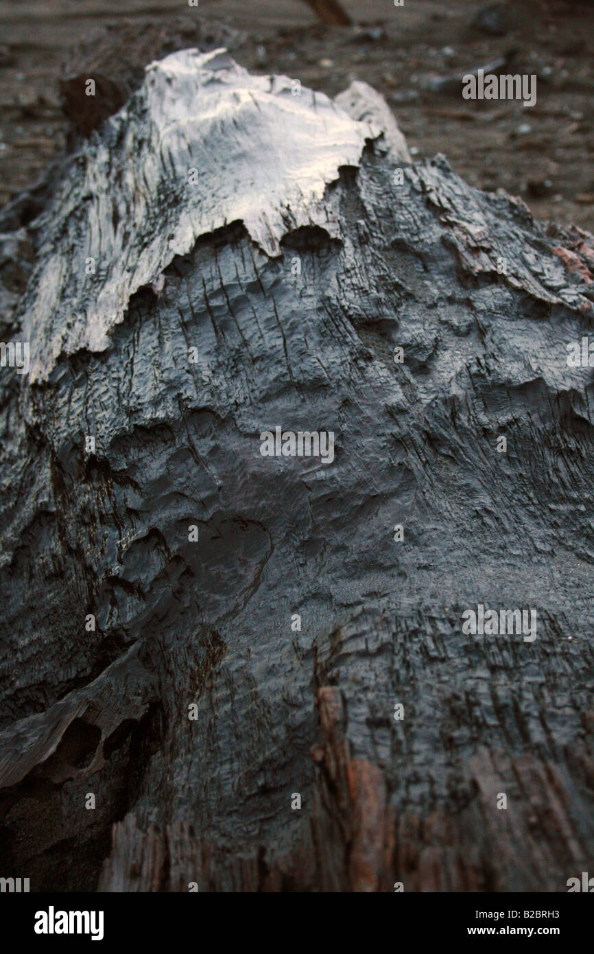 Close up of a burnt wood stump on a beach in Castlecliff, Wanganui, New ...