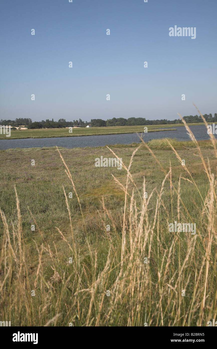 Reeds and grass at Butley Creek, Suffolk, England Stock Photo - Alamy