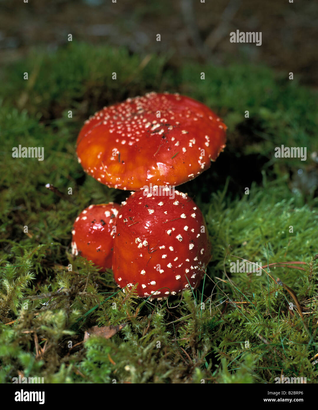 magic toad stools growing in a wooded area Stock Photo - Alamy