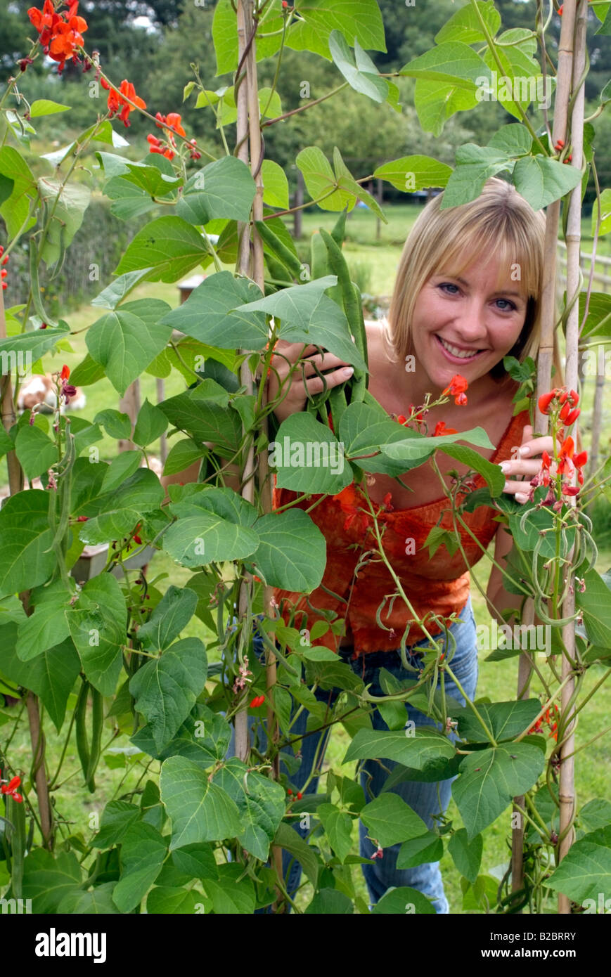 Woman picking runner beans in country garden southern England UK Stock ...